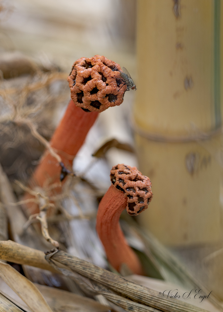 Simblum sphaerocephalum from Wooten, Austin, TX, USA on September 08 ...