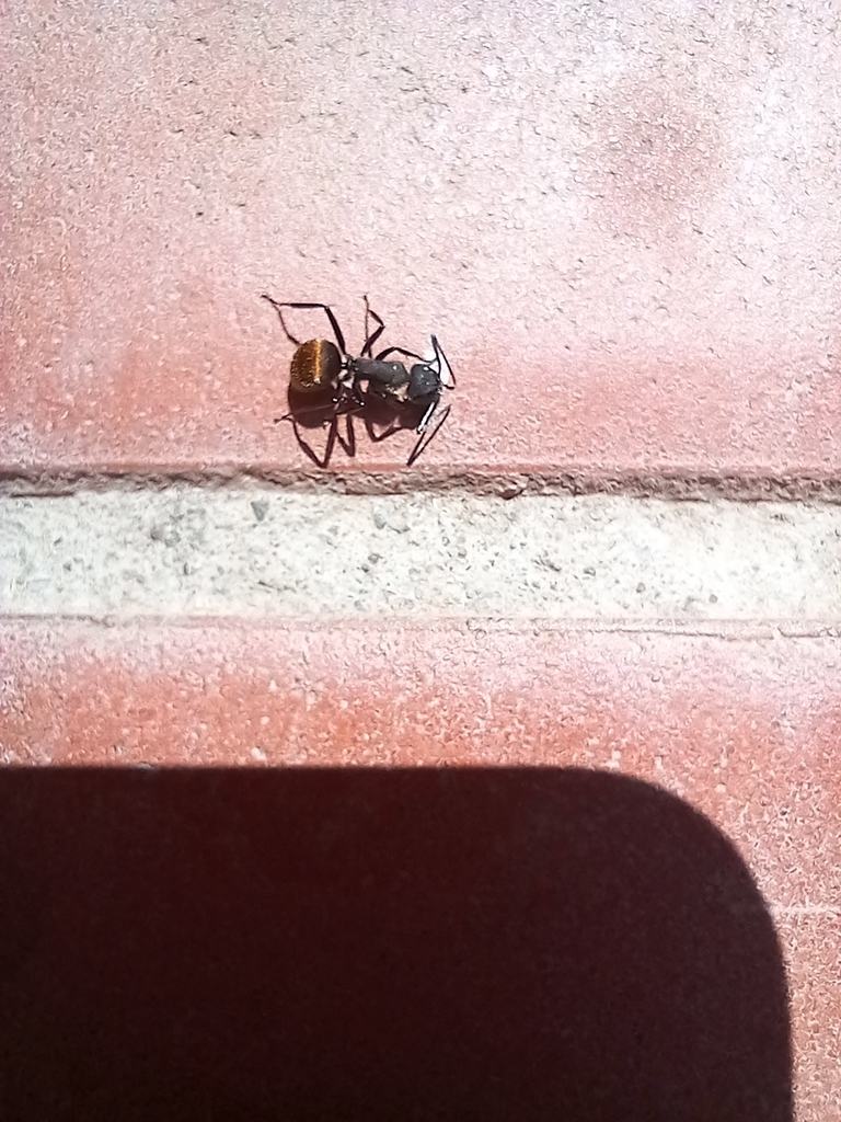 Camponotus mus from FWQ6+JFF, La Paz, Bolivia on September 09, 2022 at ...