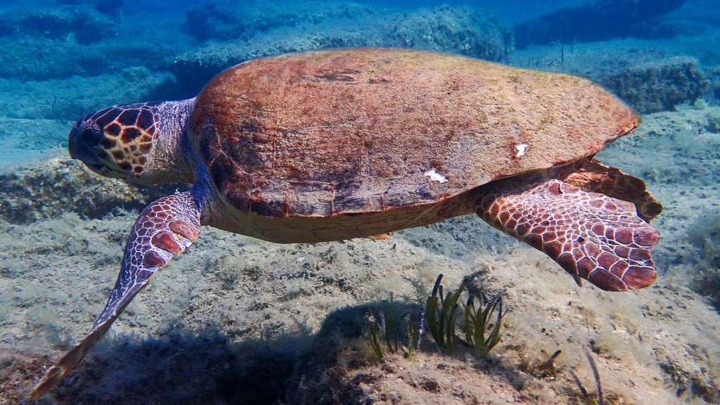 Loggerhead sea turtles (Caretta) - Marine Life Identification