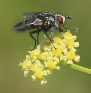 Exorista rustica (Fallén, 1810)