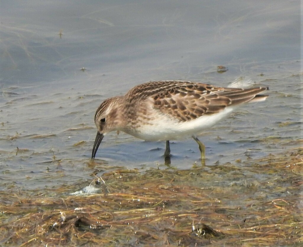 Least Sandpiper from Keho Lake, Alberta T0L, Canada on September 4 ...
