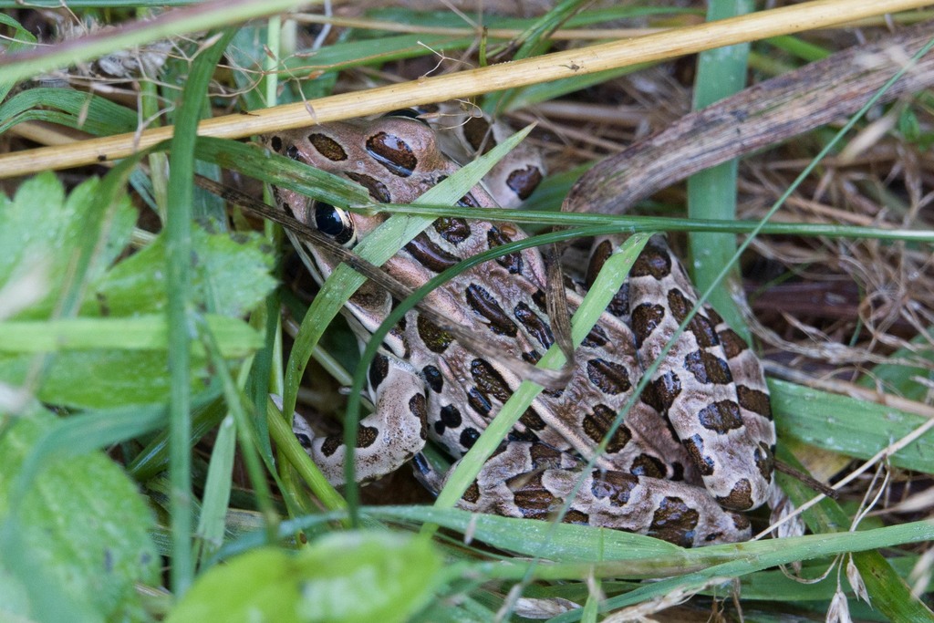 Northern Leopard Frog from Sunset Acres, Fredericton, NB, Canada on ...