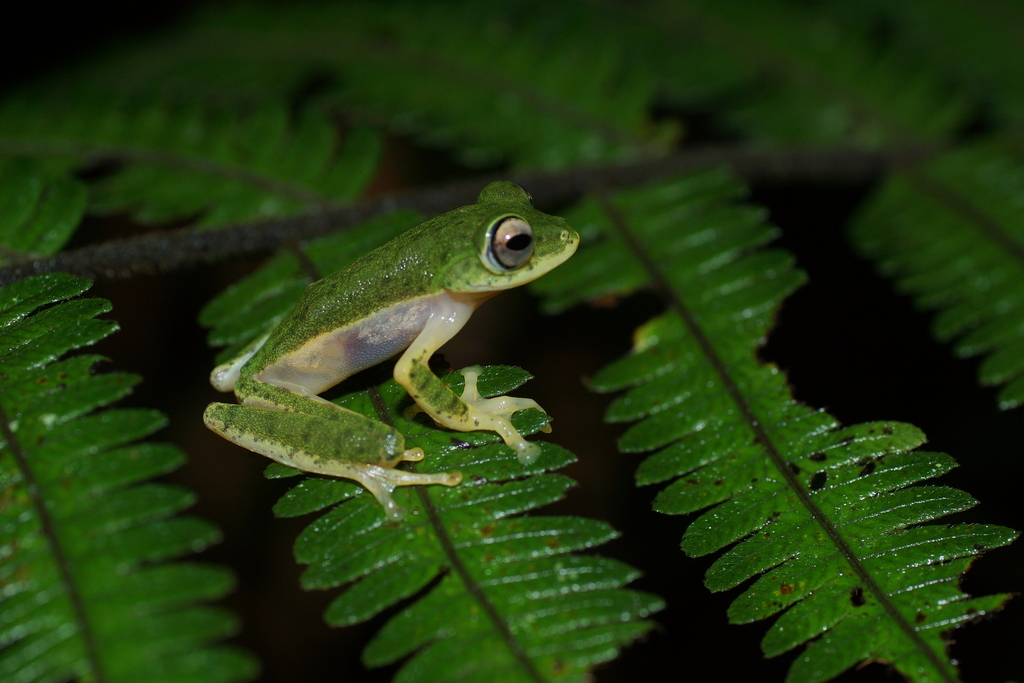 Celebes Flying Frog from North Luwu Regency, South Sulawesi, Indonesia ...