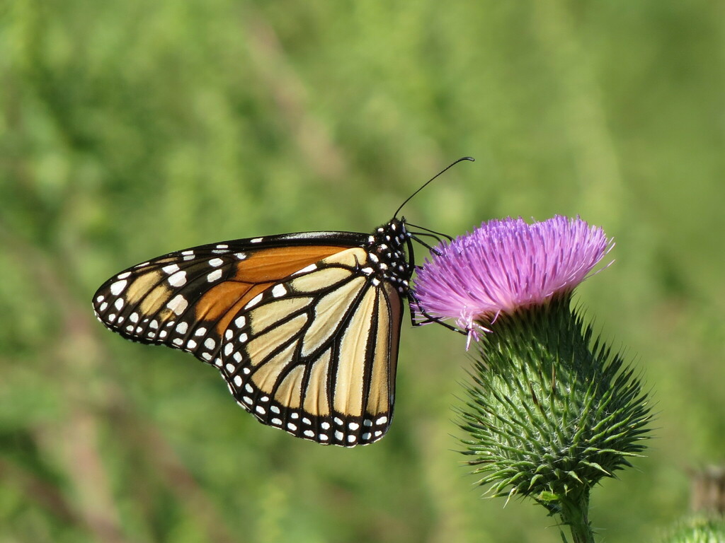 Monarch in September 2022 by wmct276 · iNaturalist