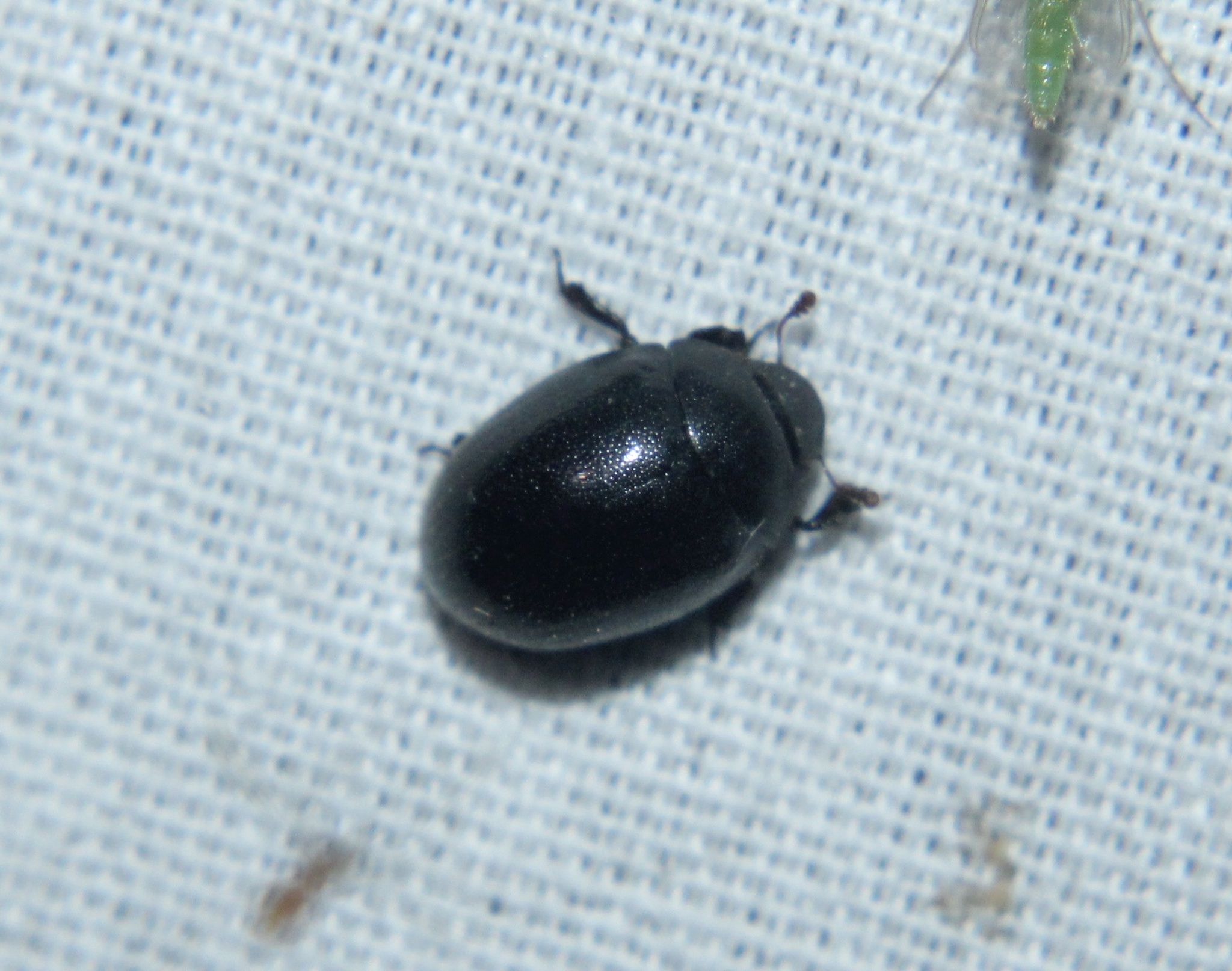 Nosodendridae