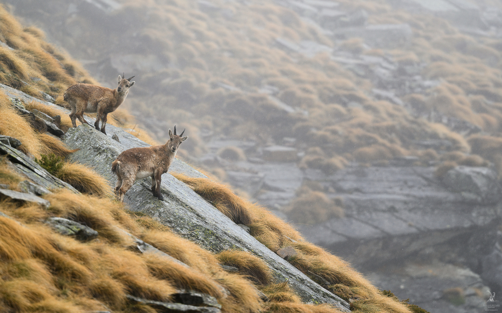 Alpine Ibex (Capra ibex) - Know Your Mammals