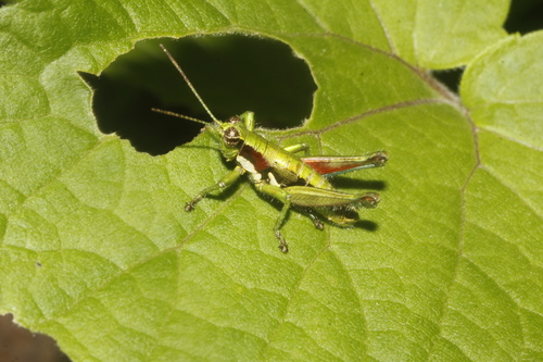 Mexitettix muruchi · iNaturalist