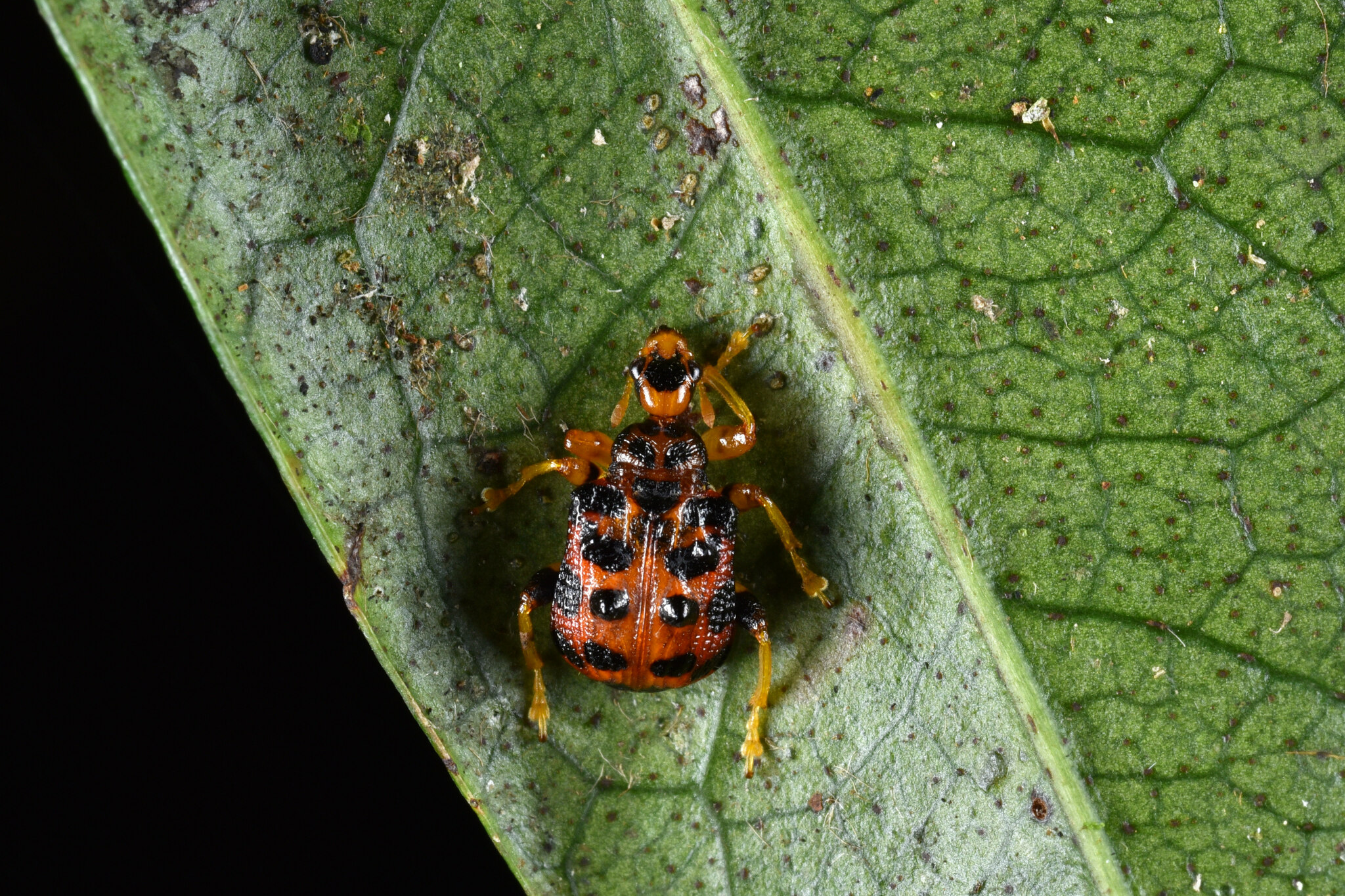Agomadaranus pardaloides (Voss, 1924)