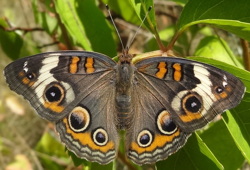 Common Buckeye from Cooksville, Mississauga, ON, Canada on September 09 ...
