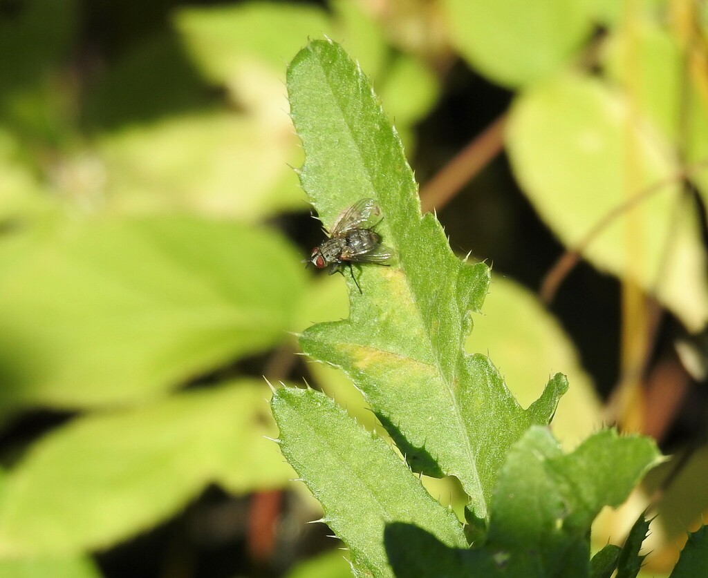 Calyptrate Flies from Falcon Lake, MB R0E 0A8, Canada on September 4 ...