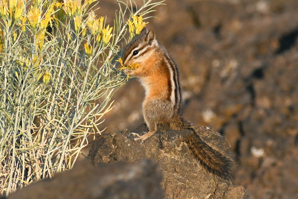 Yellow-pine Chipmunk from Trail of the Molten Land, Deschutes County ...