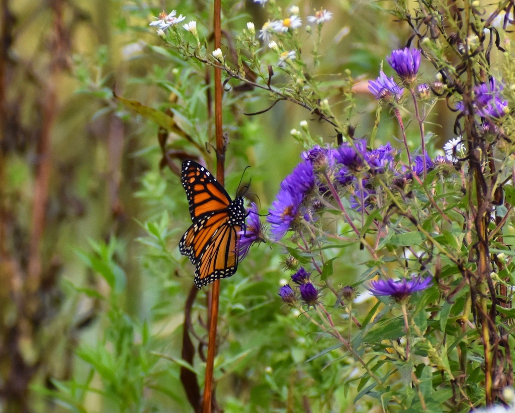 Monarch from Rosemère, QC, Canada on September 09, 2022 at 10:13 AM by ...