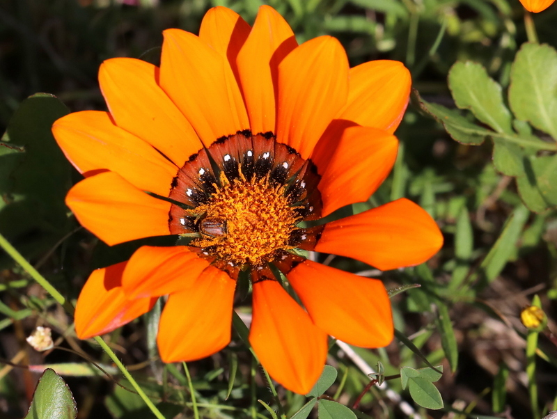 Gazania pectinata (Thunb.) Hartw.