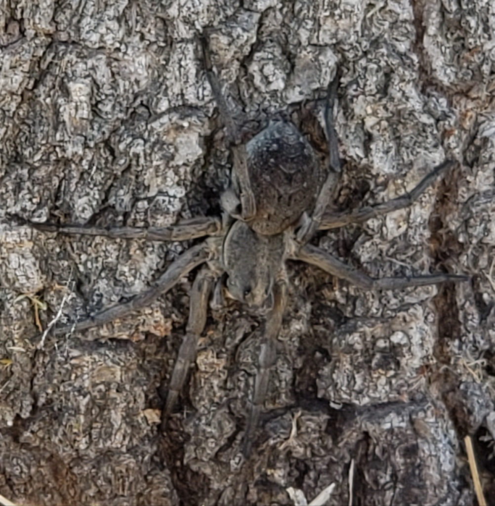 Lycosinae from McPherson County, US-KS, US on June 5, 2018 at 04:45 PM ...