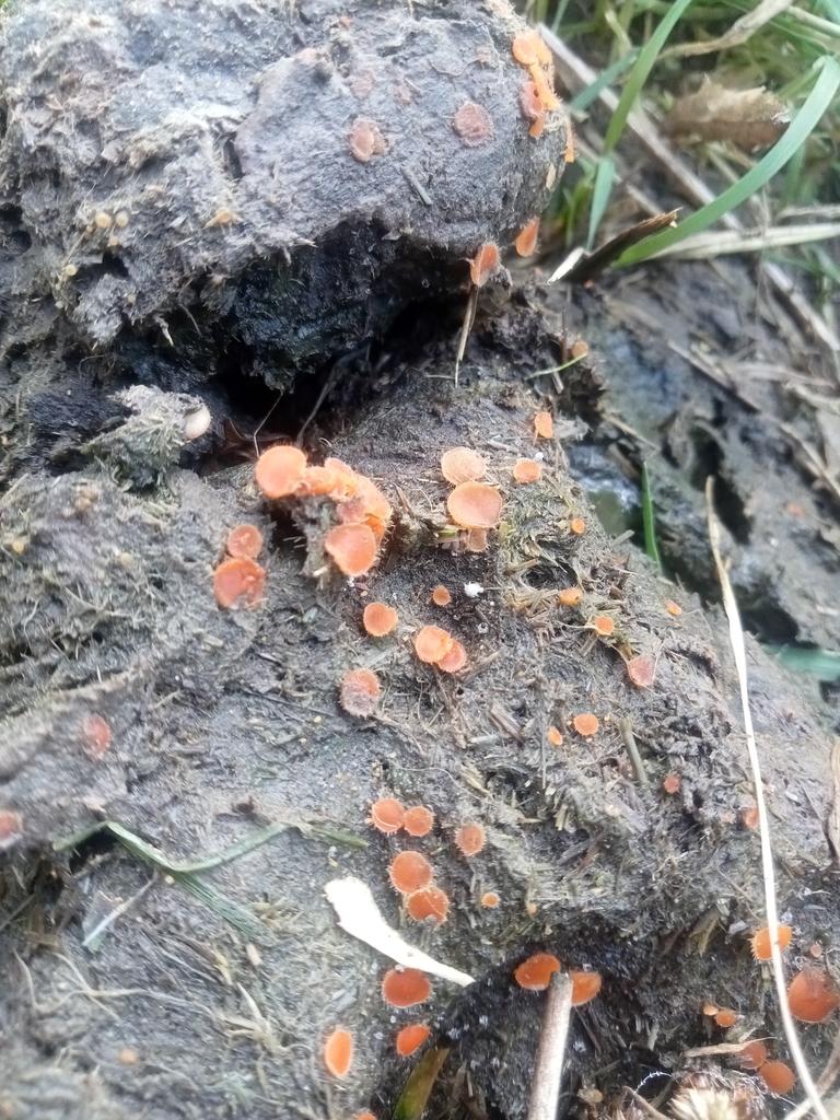 Cheilymenia from Allandale 8971, New Zealand on August 22, 2022 at 03: ...