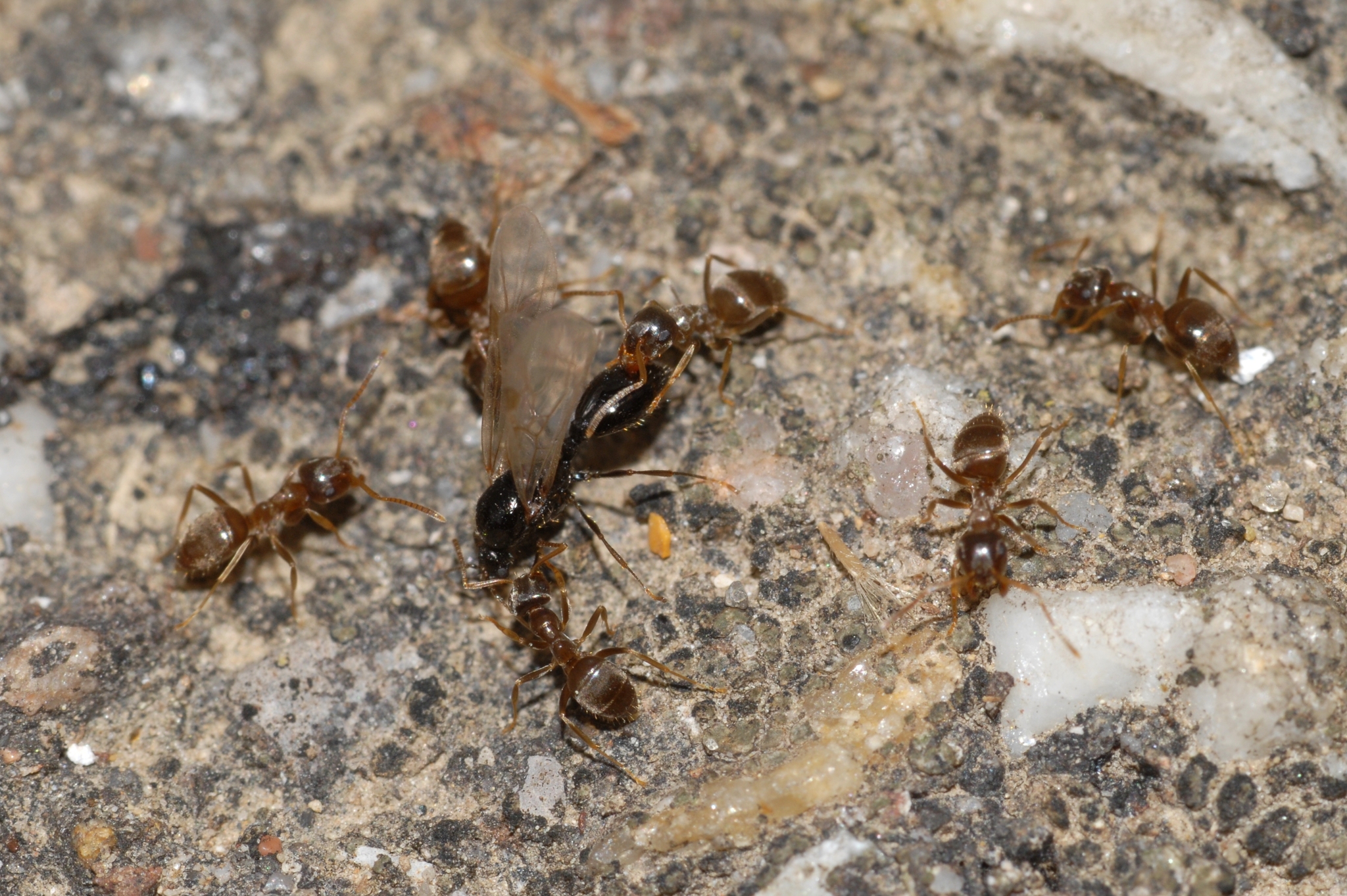 Lasius alienus (Foerster, 1850)