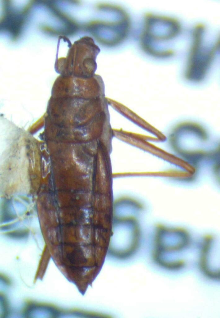 Semiaquatic Bugs from Nagarote, Nicaragua on January 1, 1995 by jmmaes ...