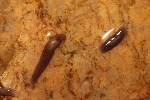 Genus Seidlia · iNaturalist