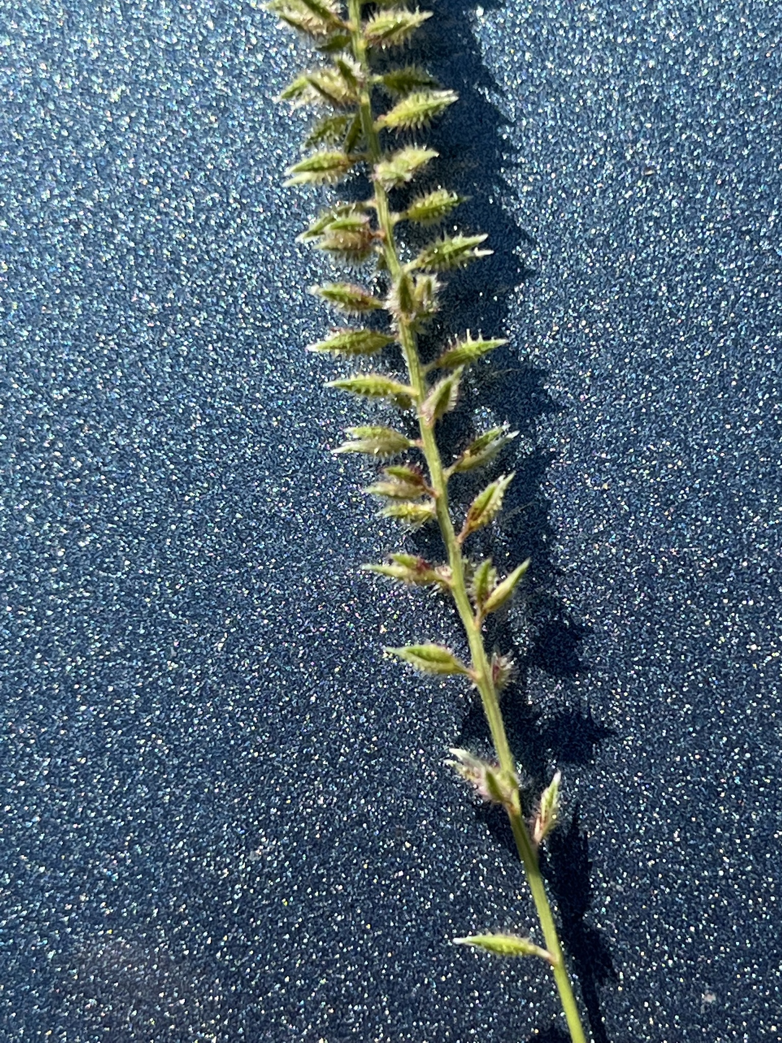 Tragus racemosus (L.) All.