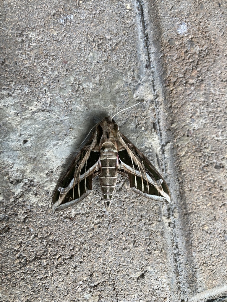 Vine Sphinx from Oakwell Farms Pkwy, San Antonio, TX, US on September ...
