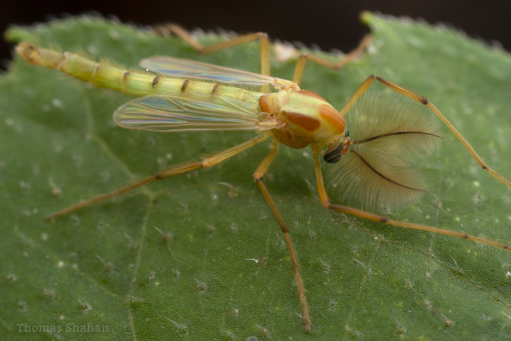 Non-biting Midges in September 2022 by Thomas Shahan · iNaturalist