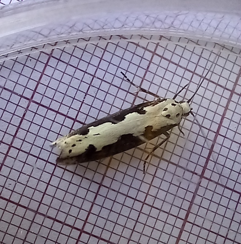 Viper's Bugloss Moth from Escola Secundária José Gomes Ferreira on ...