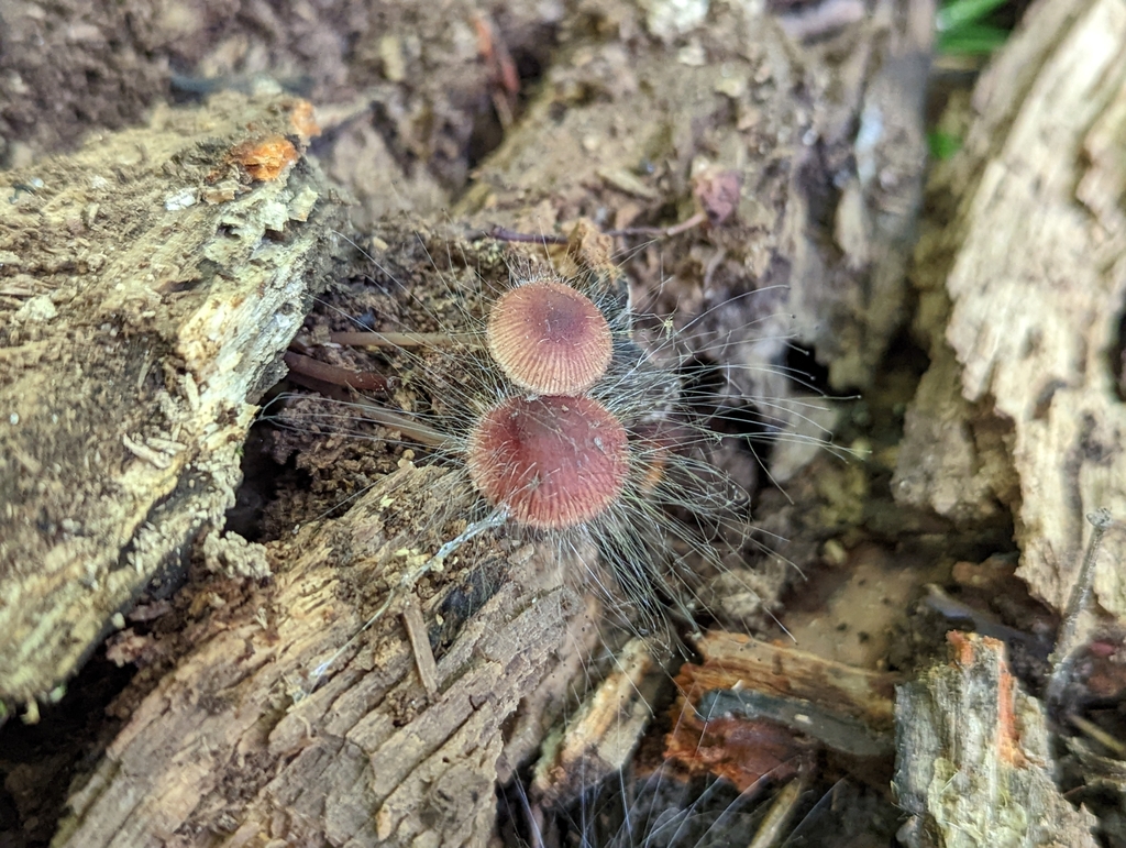 bonnet mold from Liberty Township, IN, USA on September 9, 2022 at 03: ...