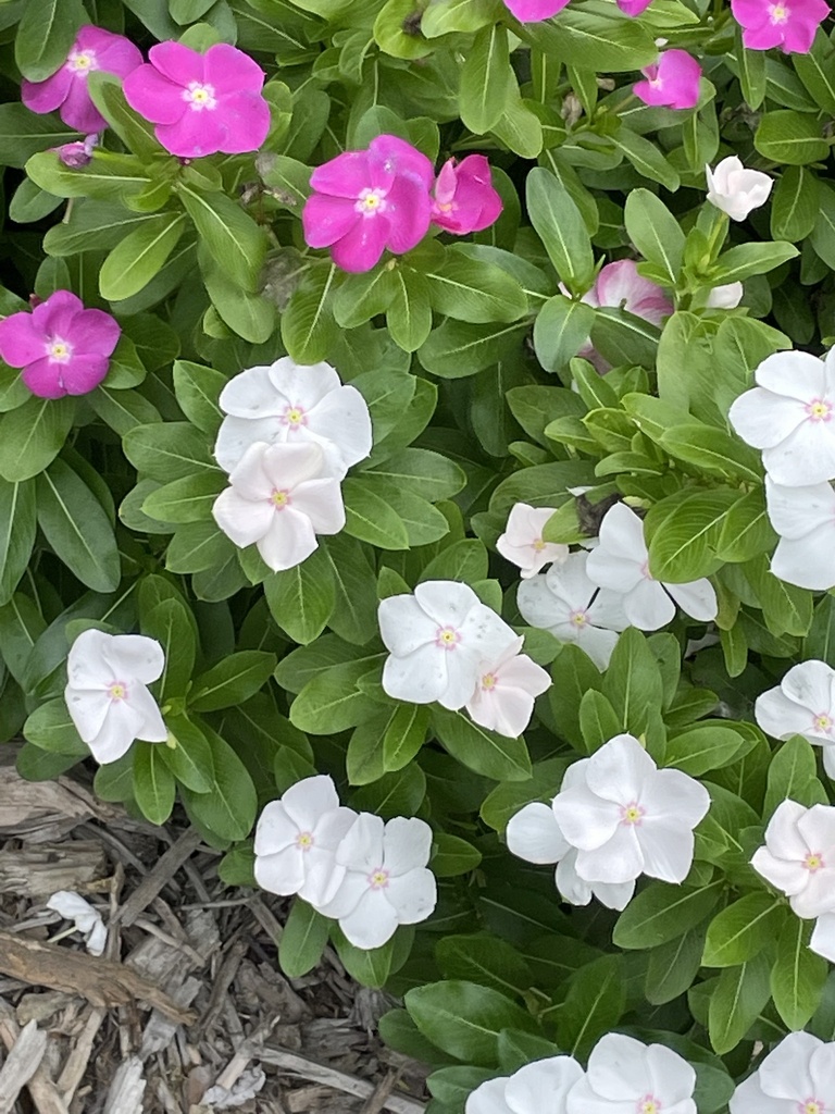 Periwinkle from East Carolina University, Greenville, NC, US on ...