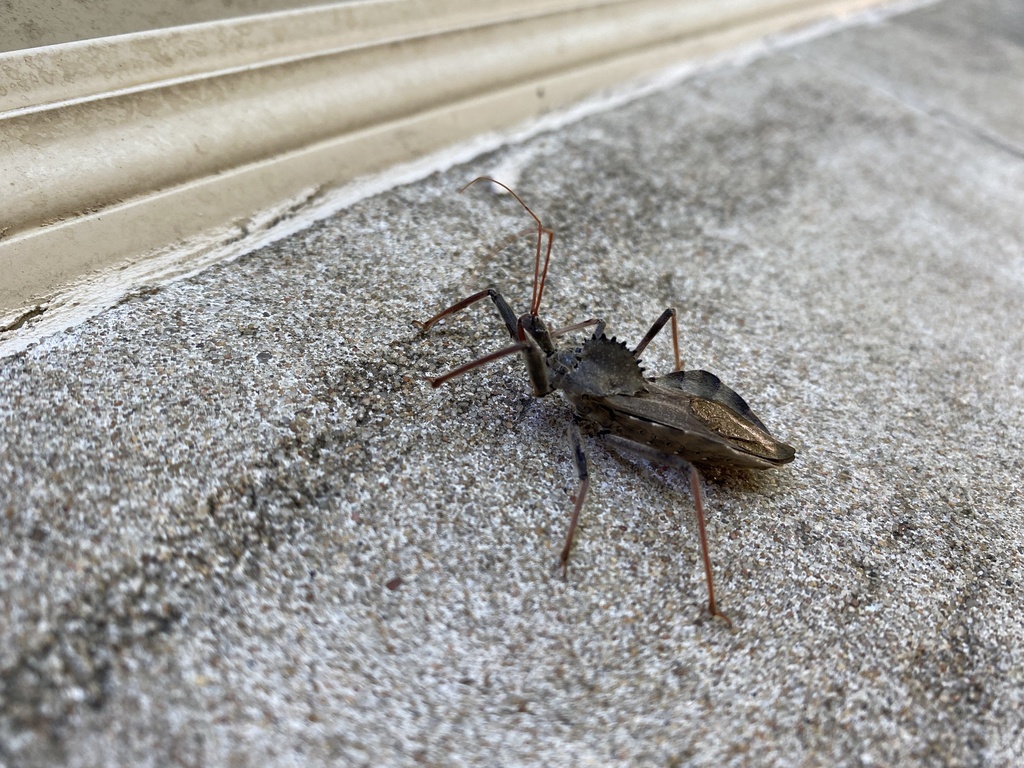 North American Wheel Bug in September 2022 by Chris Randle · iNaturalist