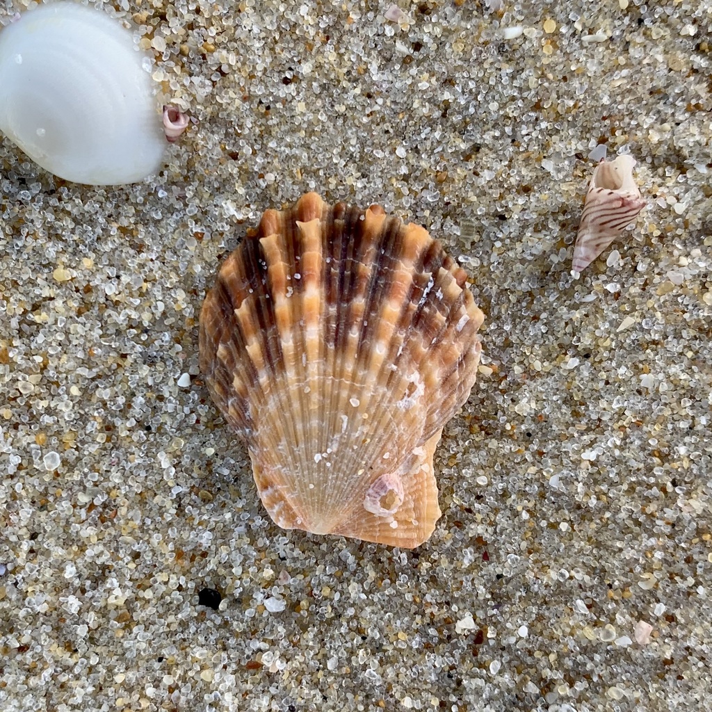 Livid Fan Scallop from Myall Lakes National Park, Mungo Brush, NSW, AU ...