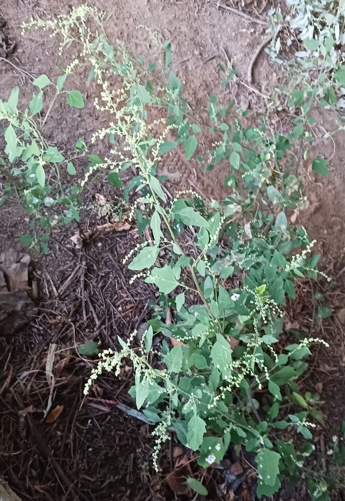 Goosefoots from West Indianapolis, Indianapolis, IN, États-Unis on ...