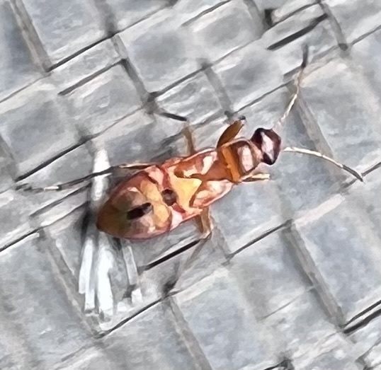 True Bugs from N Clarendon Ave, Scottdale, GA, US on September 09, 2022 ...