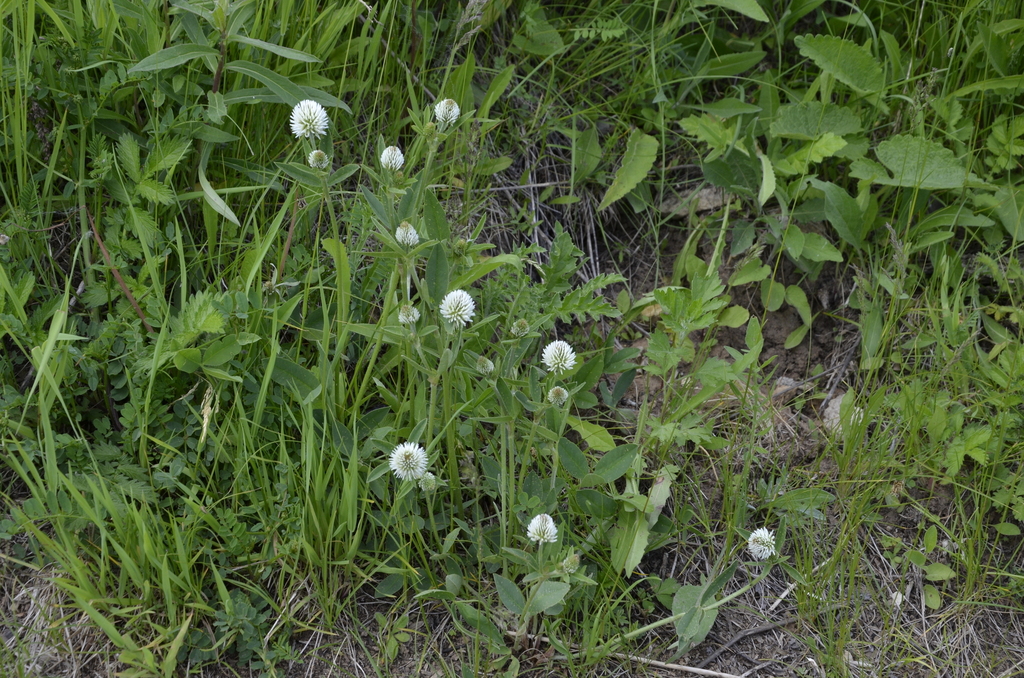 Mountain Clover from Kolomna, Moskva, Russia on June 4, 2022 at 02:30 ...