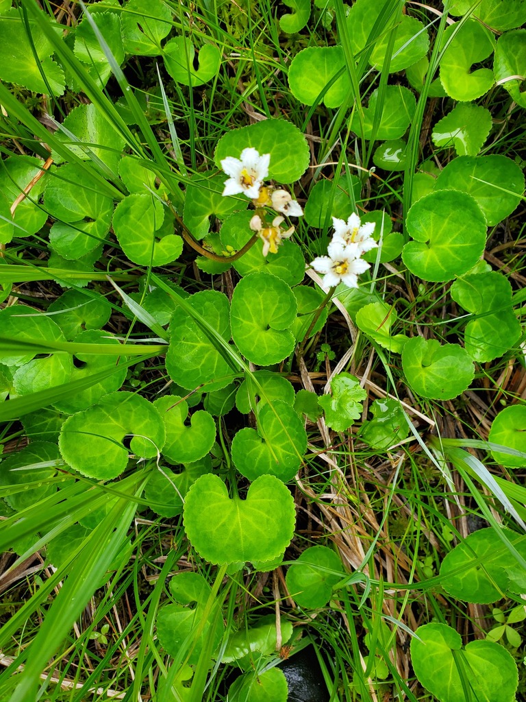Deer-cabbage from Mount Waddington, British Columbia, Canada on July 10 ...