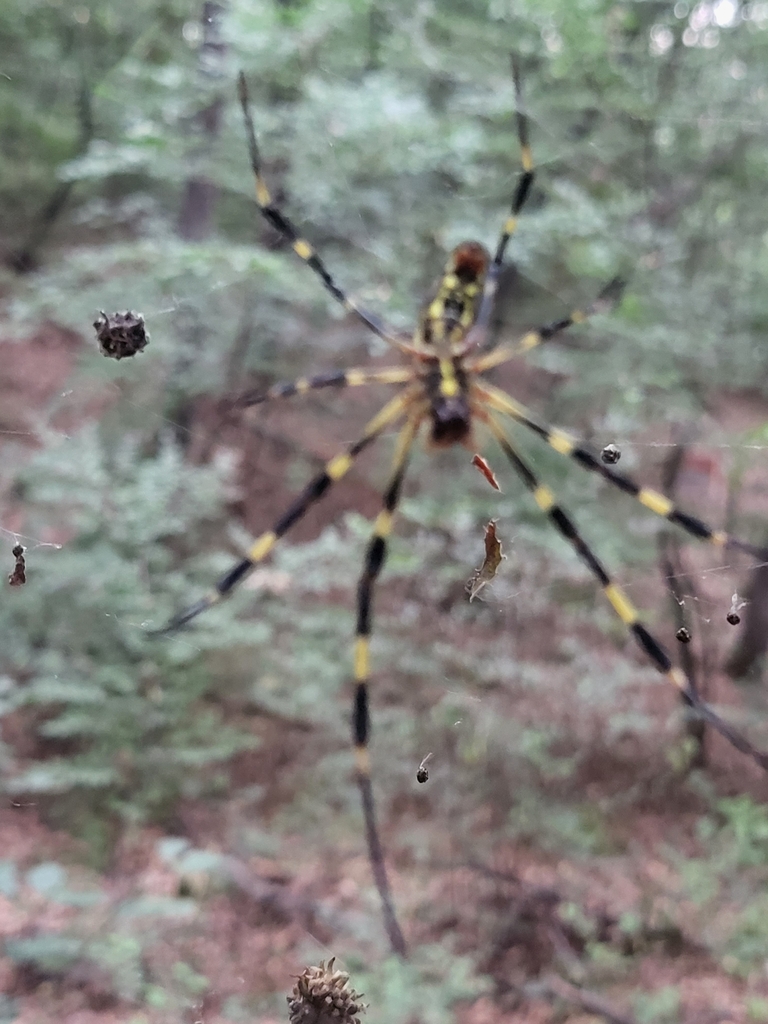 Joro Spider from Jung-gu, Incheon, South Korea on September 10, 2022 at ...