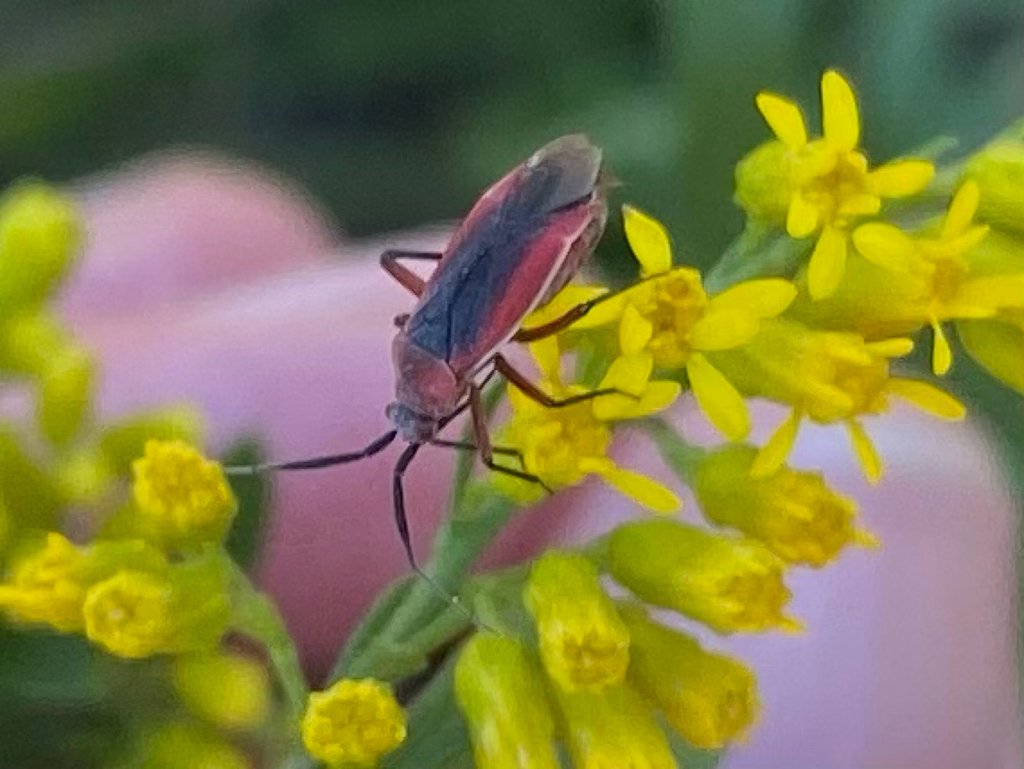 Lopidea instabilis from Orrington on September 9, 2022 at 01:54 PM by ...