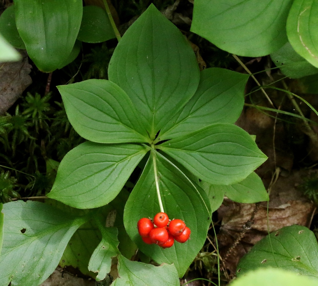 Canadian bunchberry from Orono, ME, USA on August 1, 2018 at 02:14 PM ...