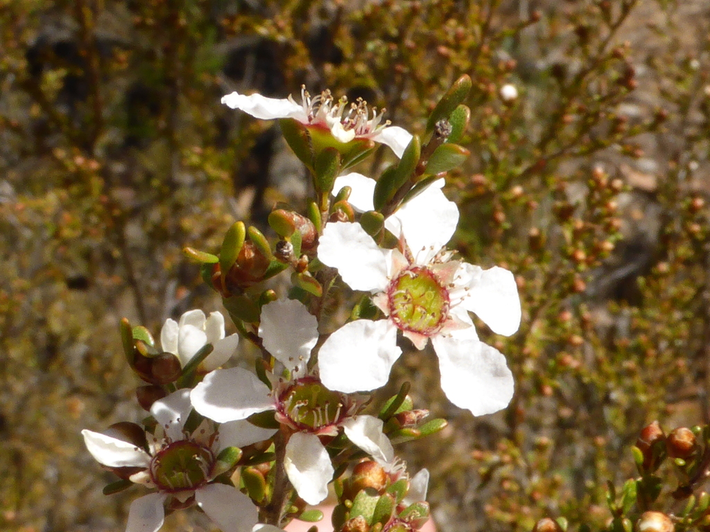 Small-leaf Tea-tree from XCQ8+9C, Dandry NSW 2357, Australia on August ...