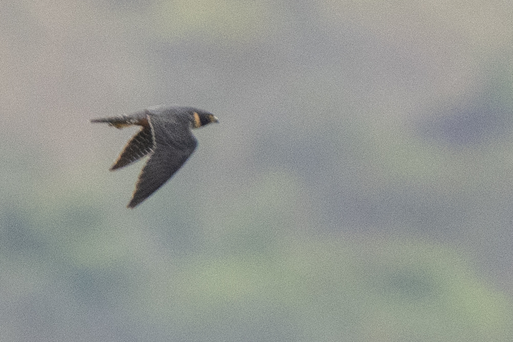Bat Falcon from Chapada dos Guimarães, State of Mato Grosso, Brasil on ...