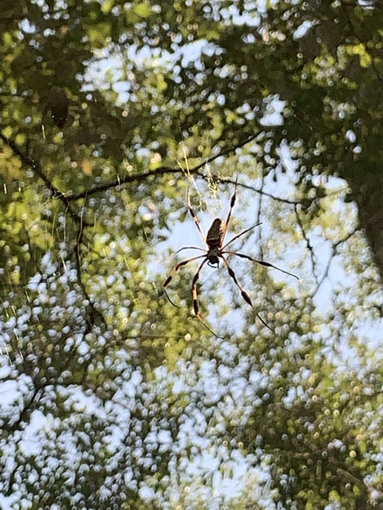 Golden Silk Spider from SH-35 N, West Columbia, TX, US on September 8 ...