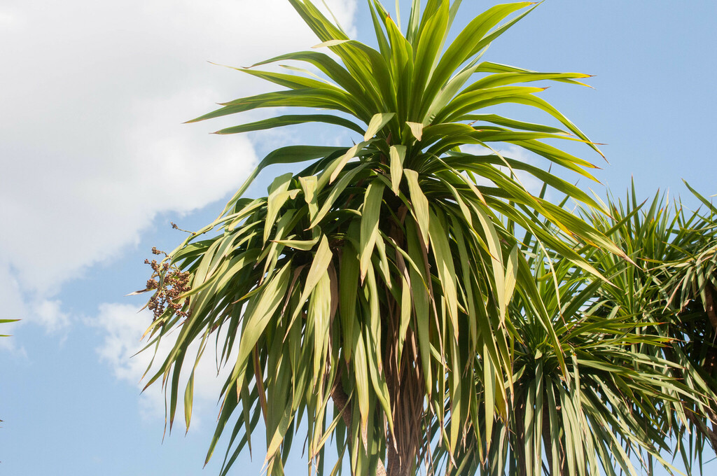 New Zealand cabbage tree from Schönbrunn, Wien, Autriche on August 26 ...