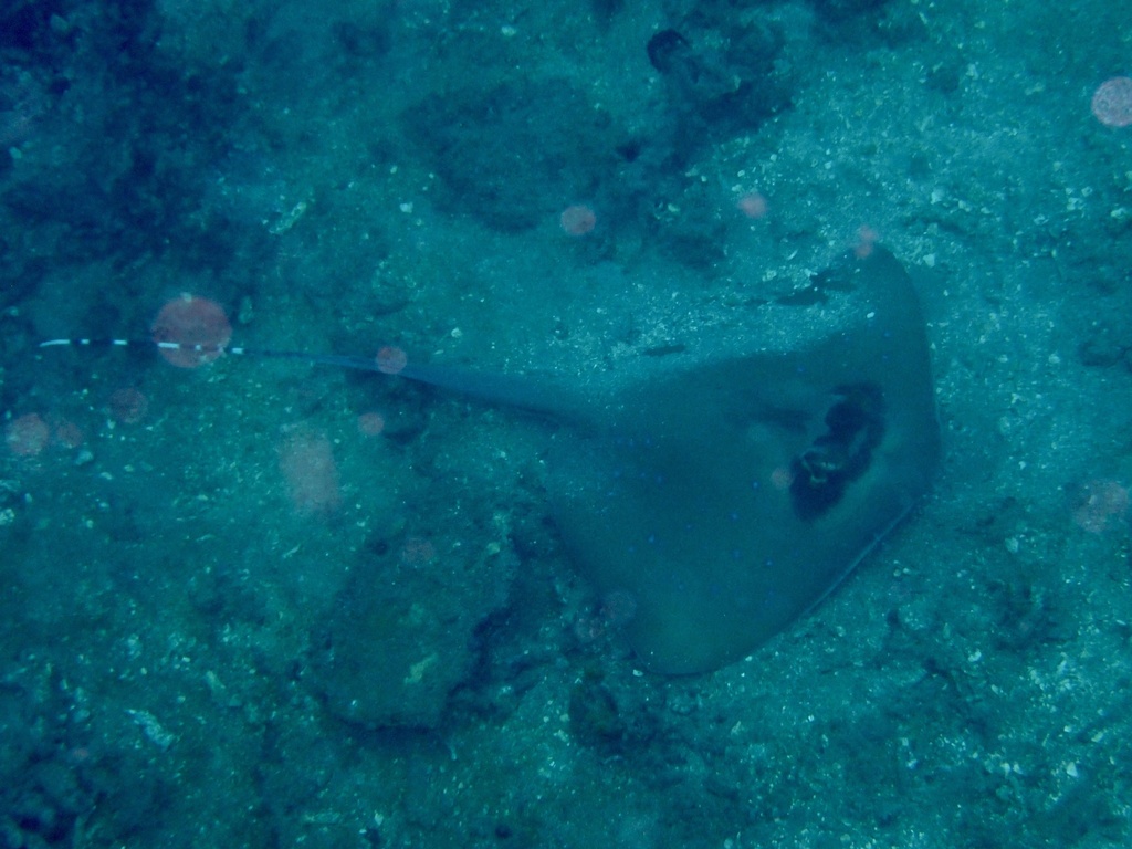 Bluespotted Maskray from Teluk Labuhanamuk, Bali, ID on September 09 ...