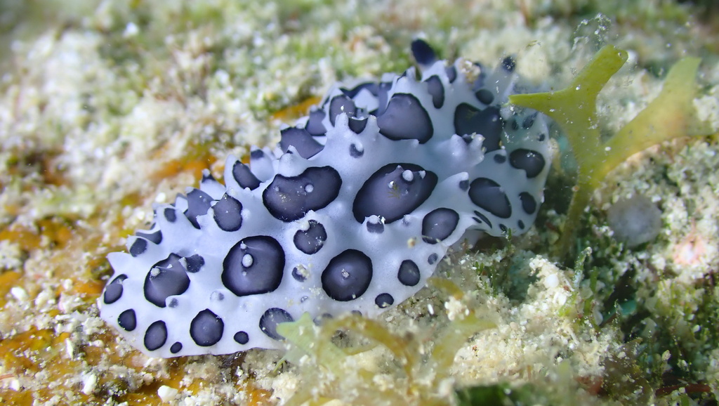 Black Spotted Nudibranch from Guantánamo, CU on September 9, 2022 at 09 ...