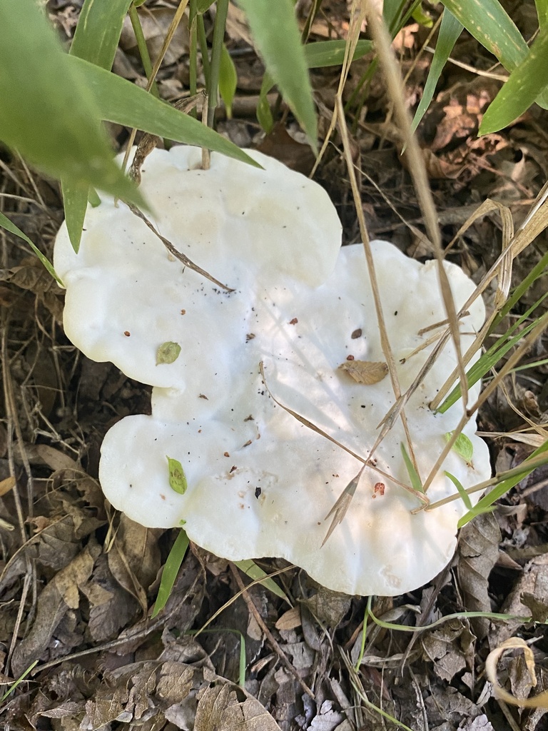White Cheese Polypore from Fort Worth Botanic Garden, Fort Worth, TX ...
