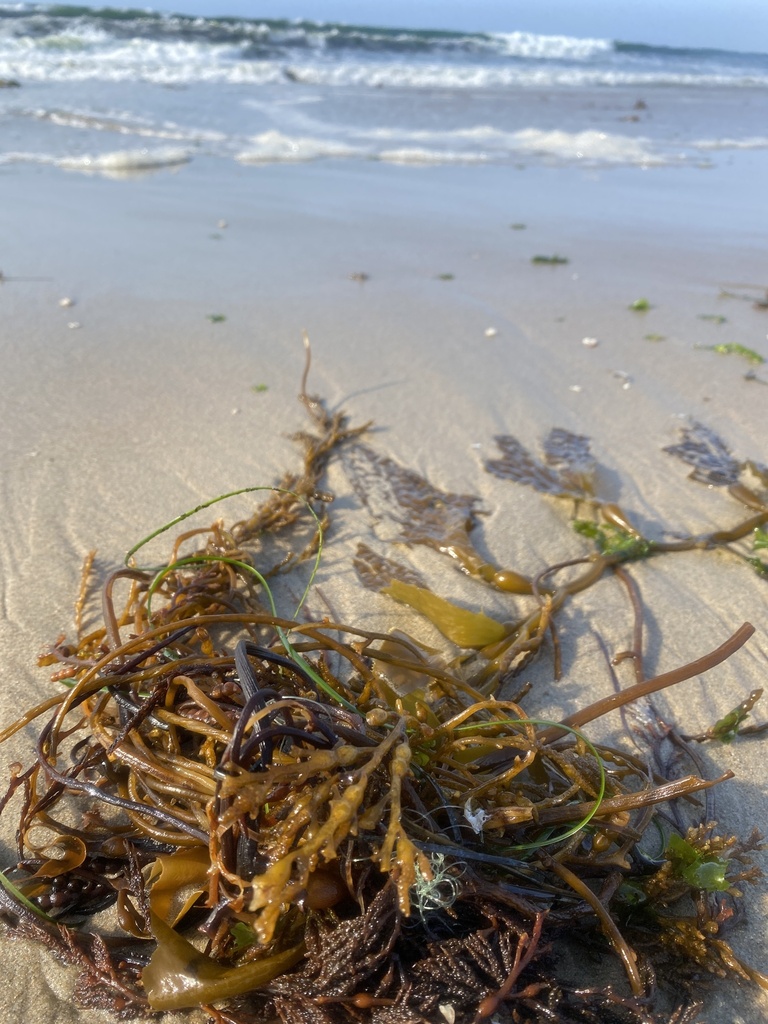 chain bladder kelp from North Pacific Ocean, CA, US on September 09 ...