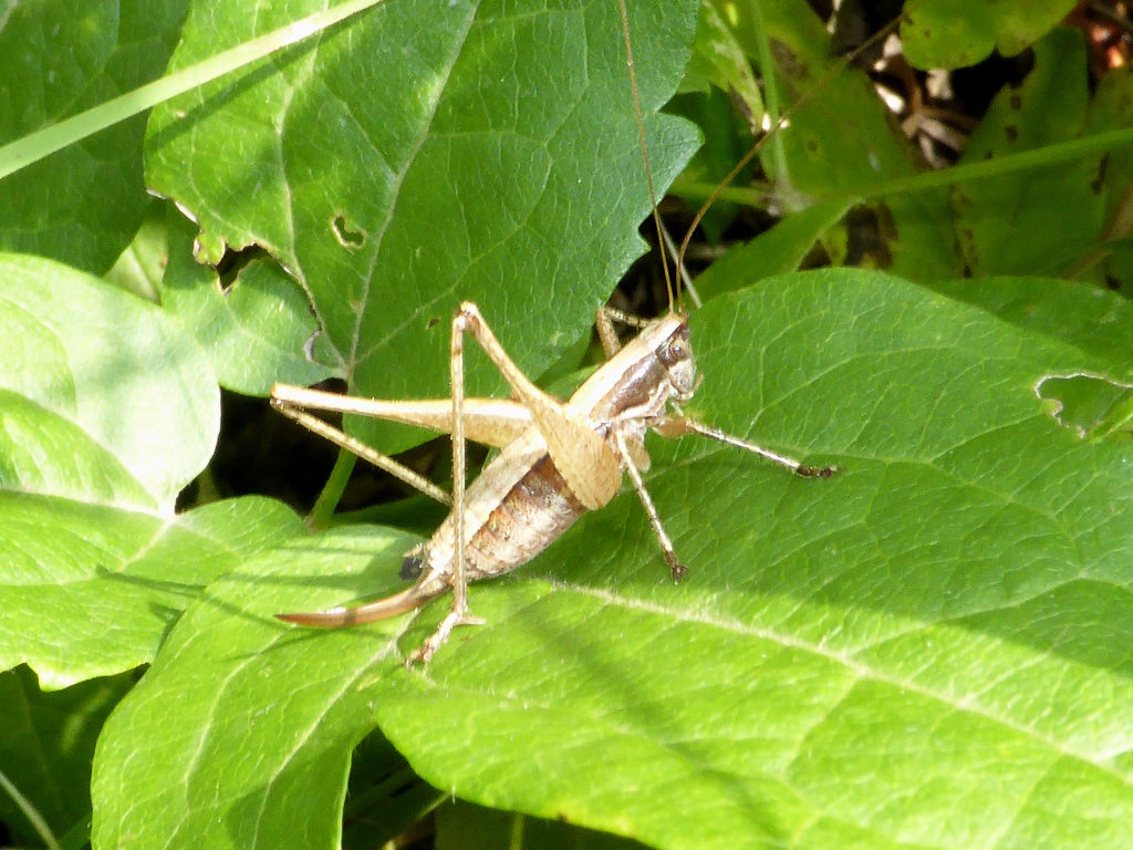 Raymond's Bush-cricket from Montecapraro AL on August 21, 2015 at 02:35 ...