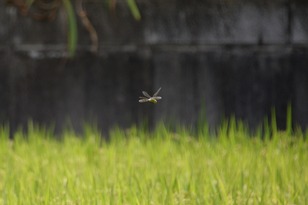 Lesser Emperor in August 2022 by Alan Broderick · iNaturalist