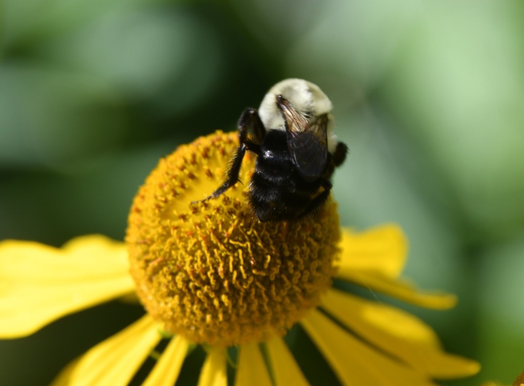 Common Eastern Bumble Bee from Tucker County, WV, USA on September 09 ...