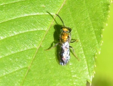 Pure Green Sweat bee from Tucker County, WV, USA on September 09, 2022 ...