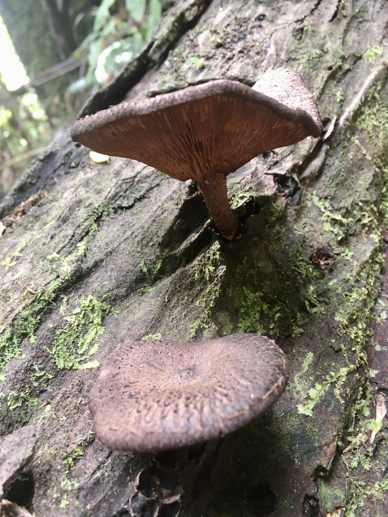 New Zealand shiitake from Te Waipounamu/South Island, Rai Valley ...